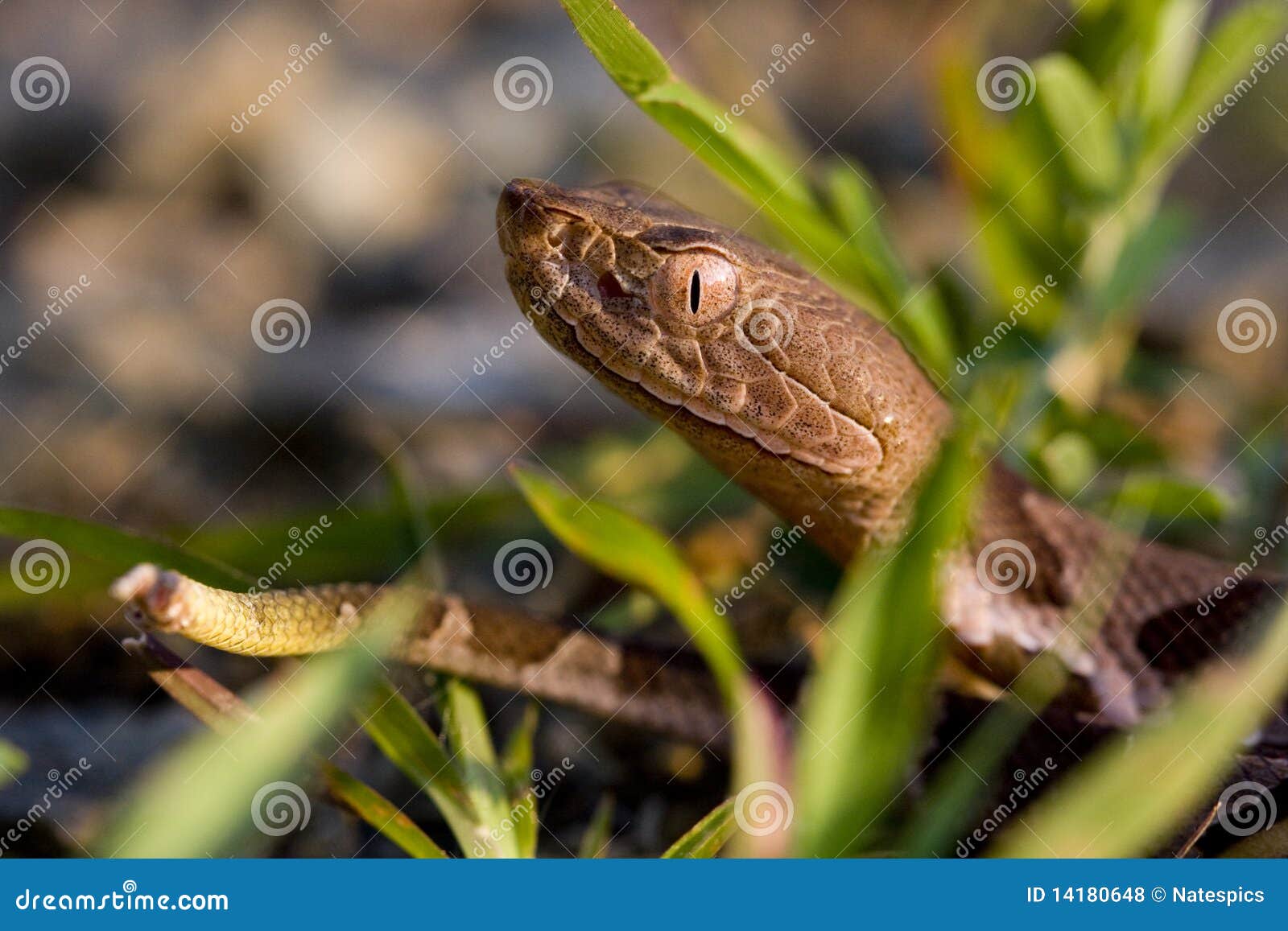 Juvenile Copperhead stock photo. Image of nature, young - 14180648