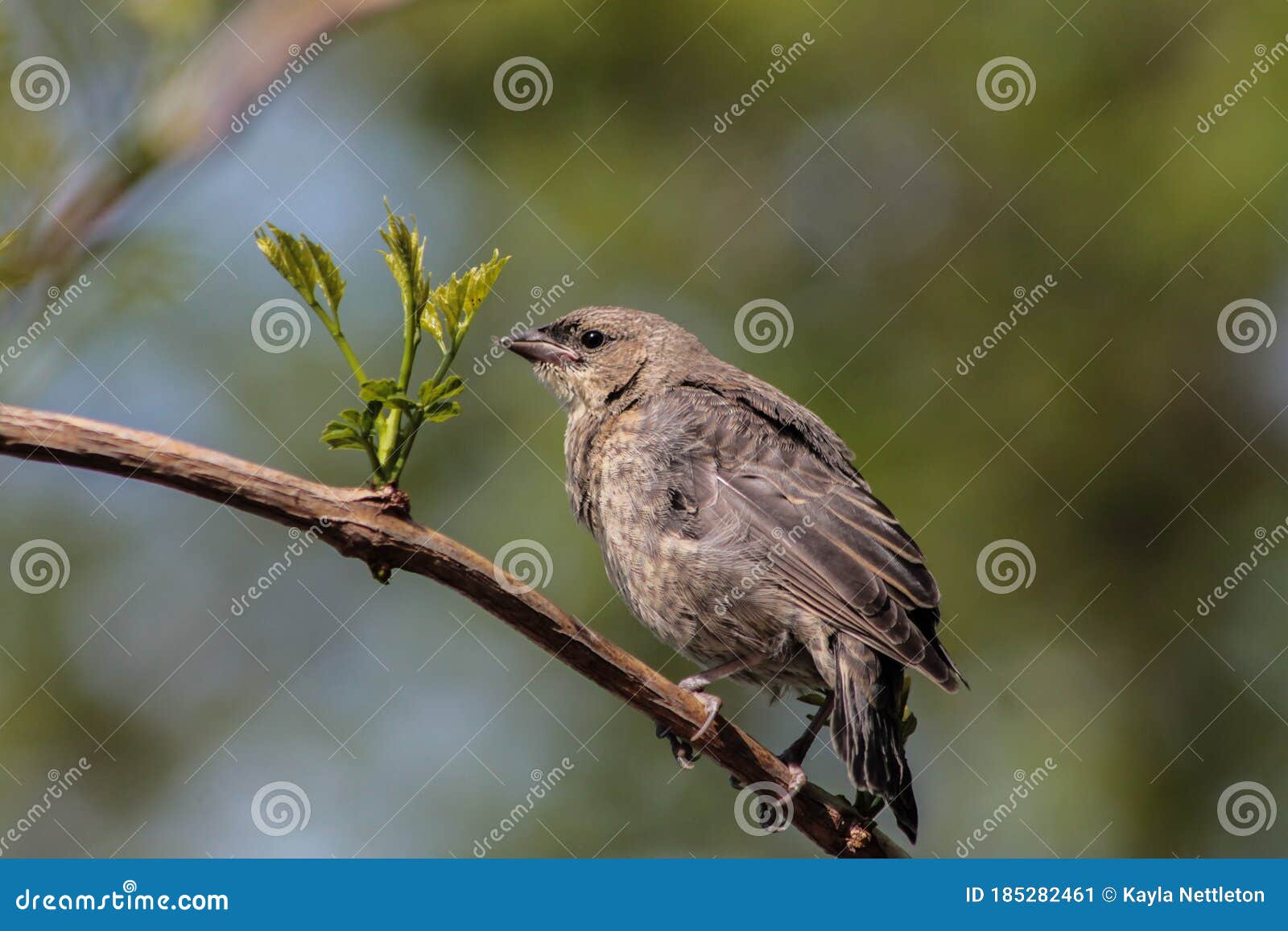 Juvenile Cowbird Perched on Stick Stock Image - Image of cowbird ...