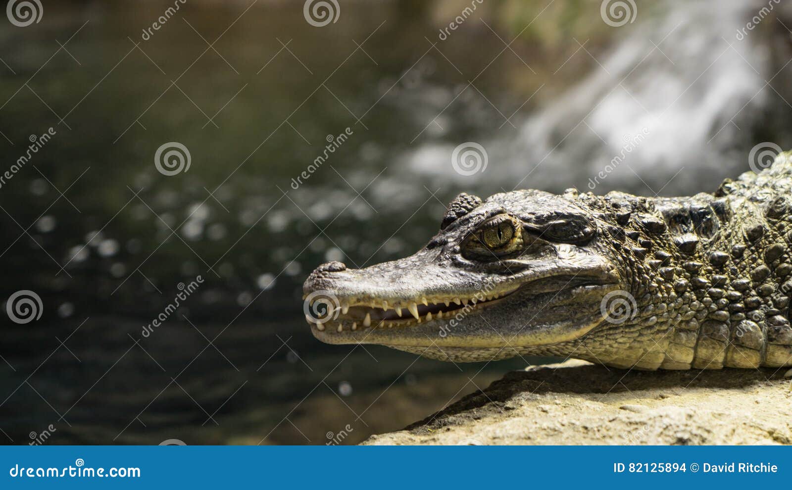 Juvenile Crocodile Lying in the Sun Stock Photo - Image of juvenile ...