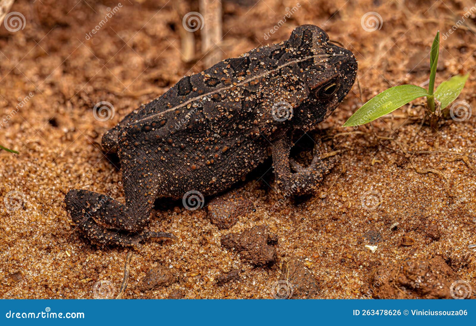 Juvenile Cururu Toad stock photo. Image of textured - 263478626