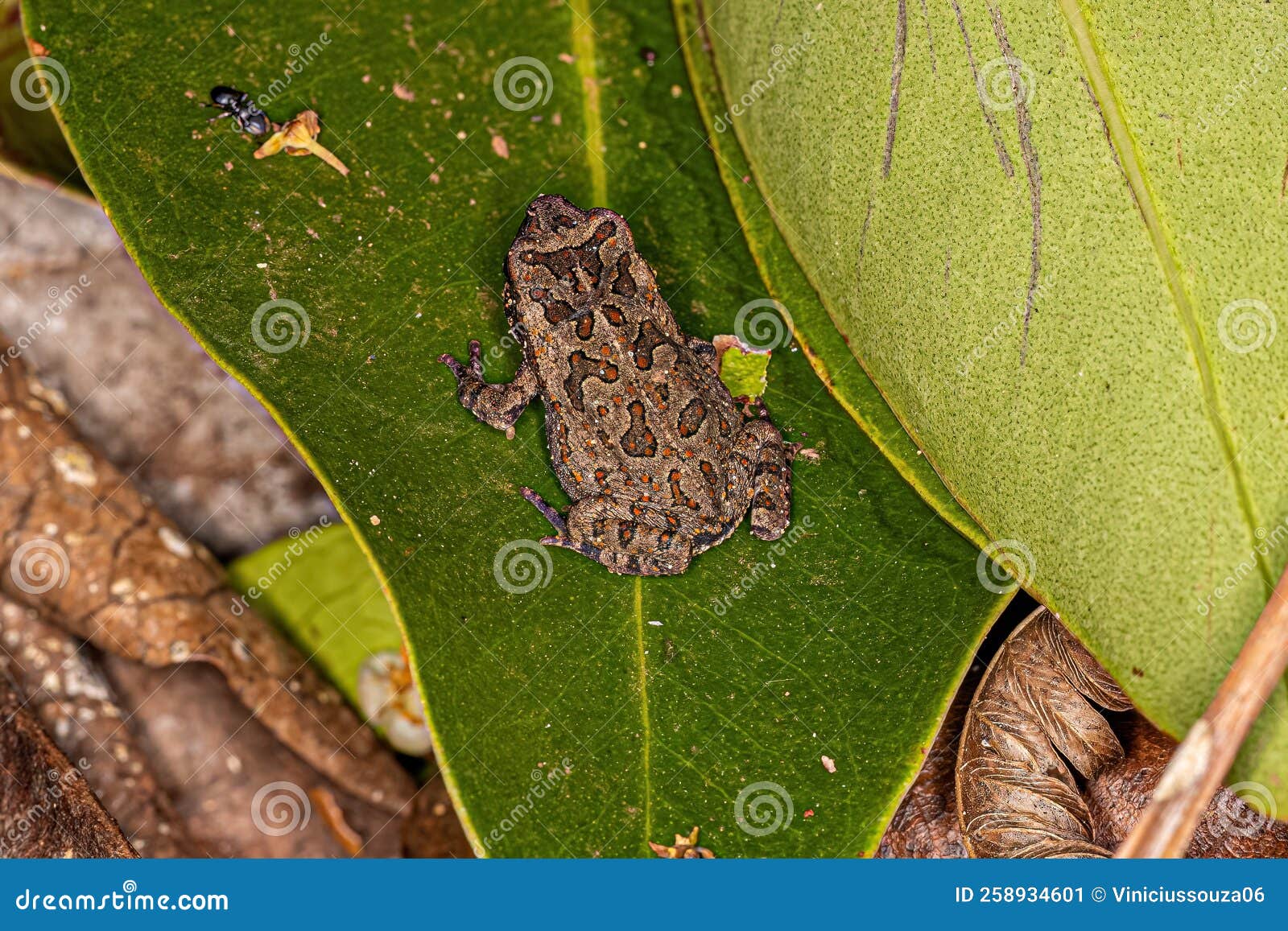 Juvenile Cururu Toad stock image. Image of tropical - 258934601