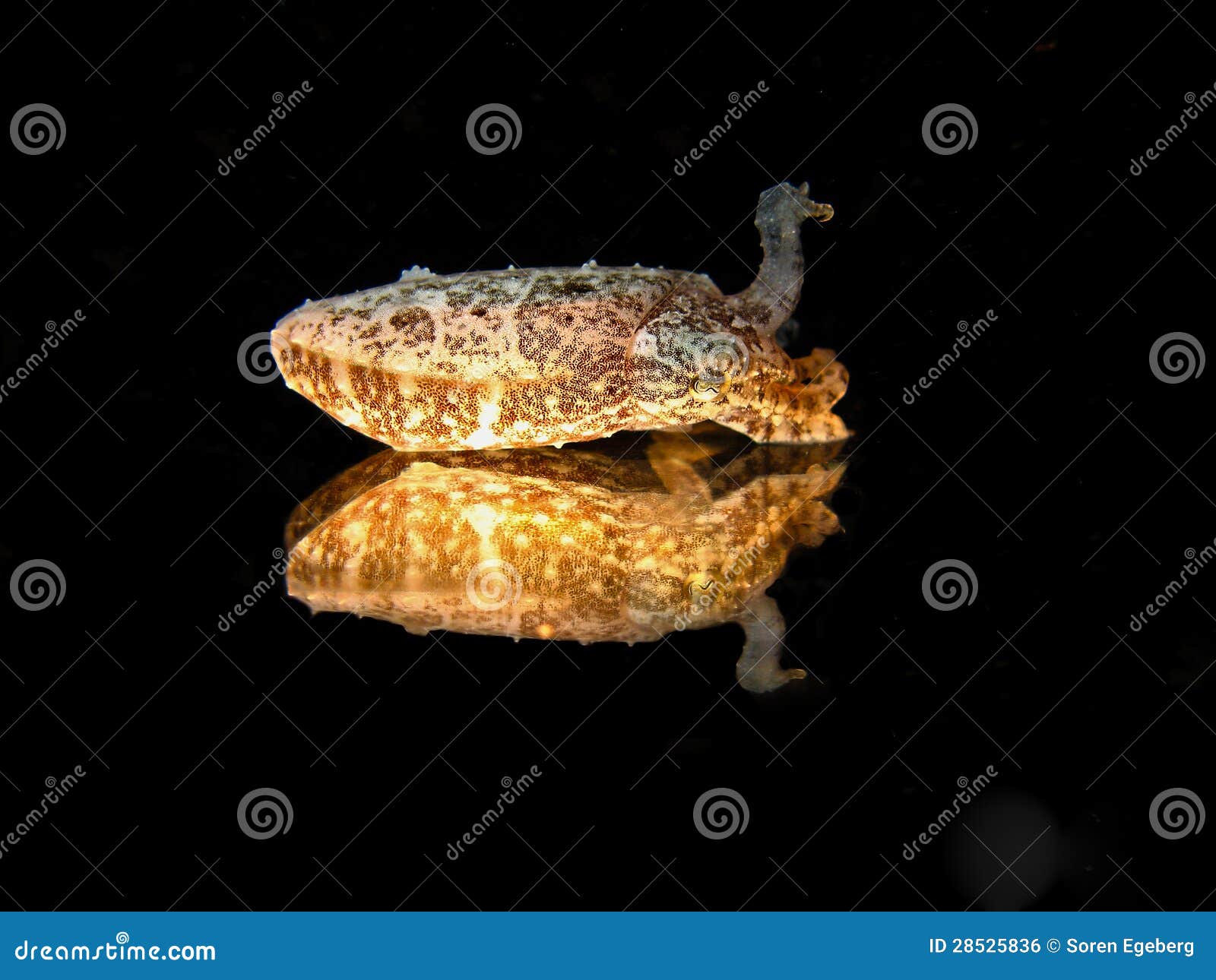 Juvenile Cuttlefish Reflection Stock Photo - Image of sabah, activity ...