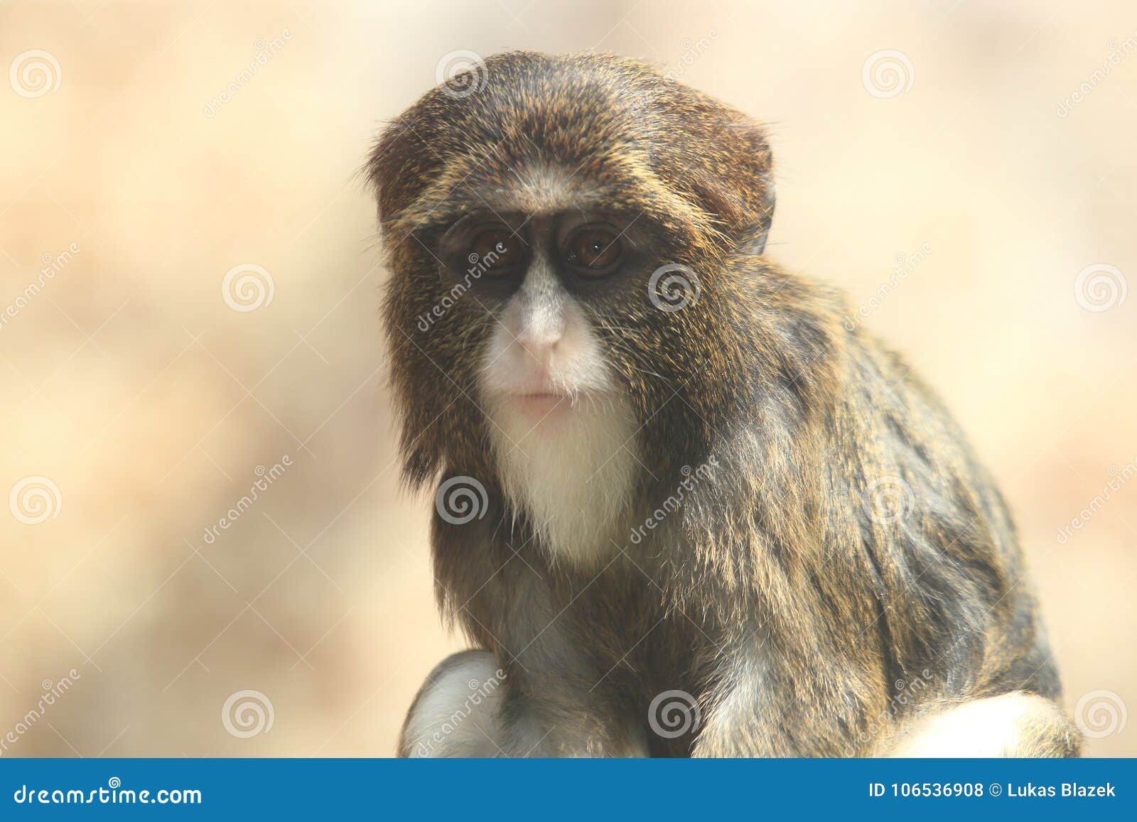 De Brazza Monkey Cercopithecus Zanectus From Africa In Captivity ...