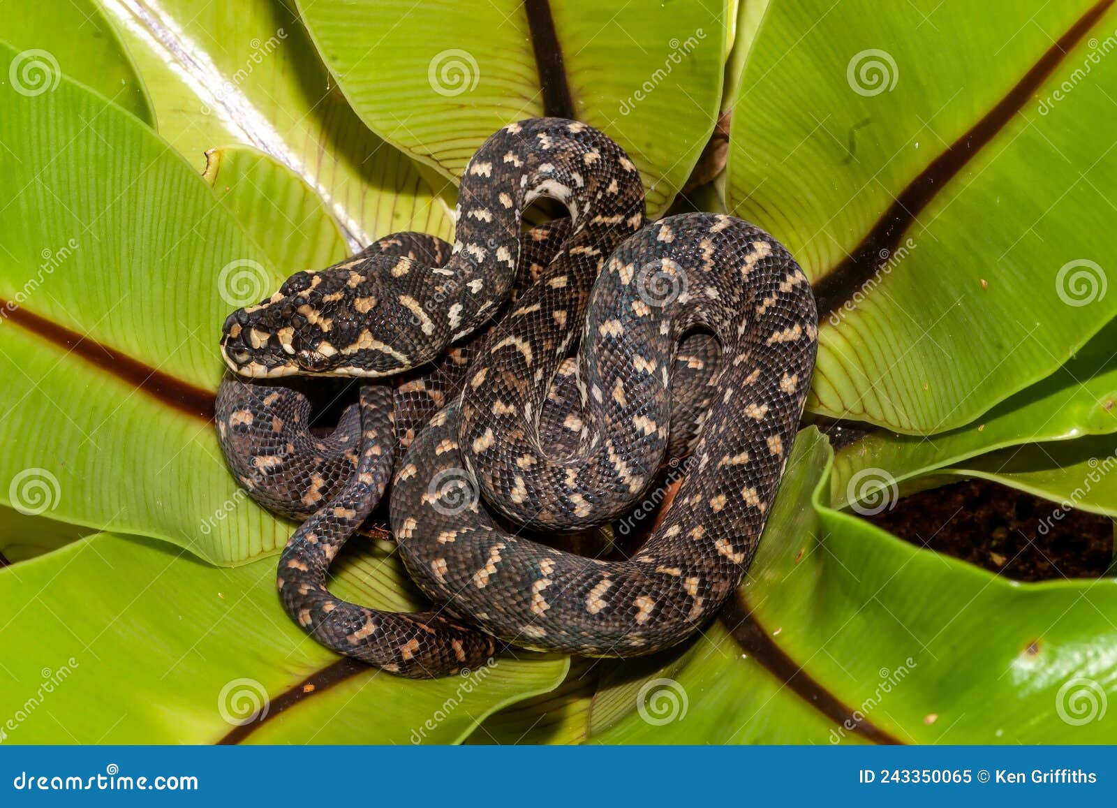 Juvenile Diamond Python stock image. Image of spilota - 243350065