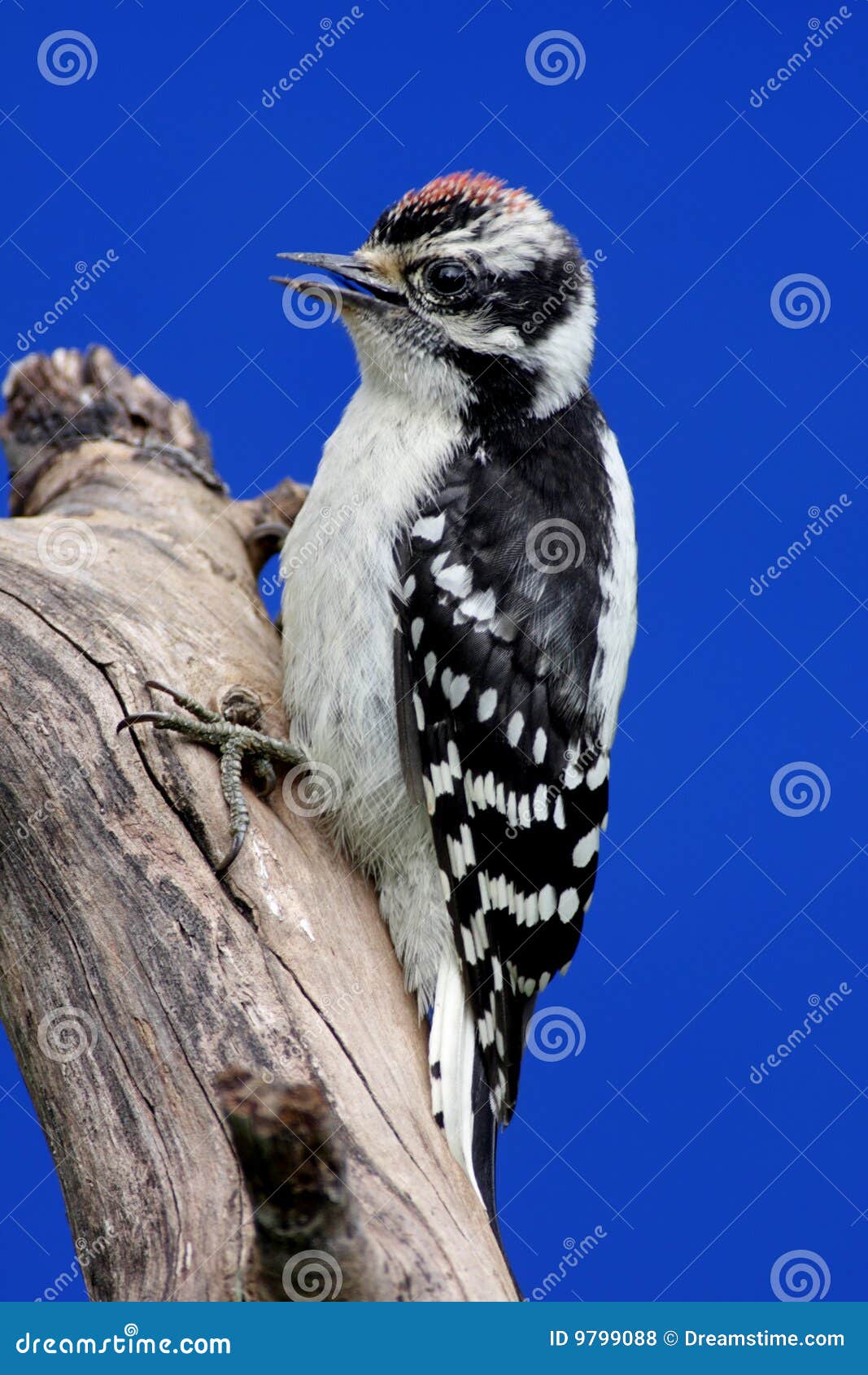 Juvenile Downy Woodpecker (Picoides Pubescens) Stock Photo - Image of pubescens, fauna: 9799088