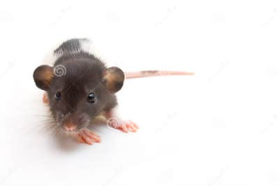 Juvenile Dumbo Fancy Rat stock photo. Image of young - 10176298