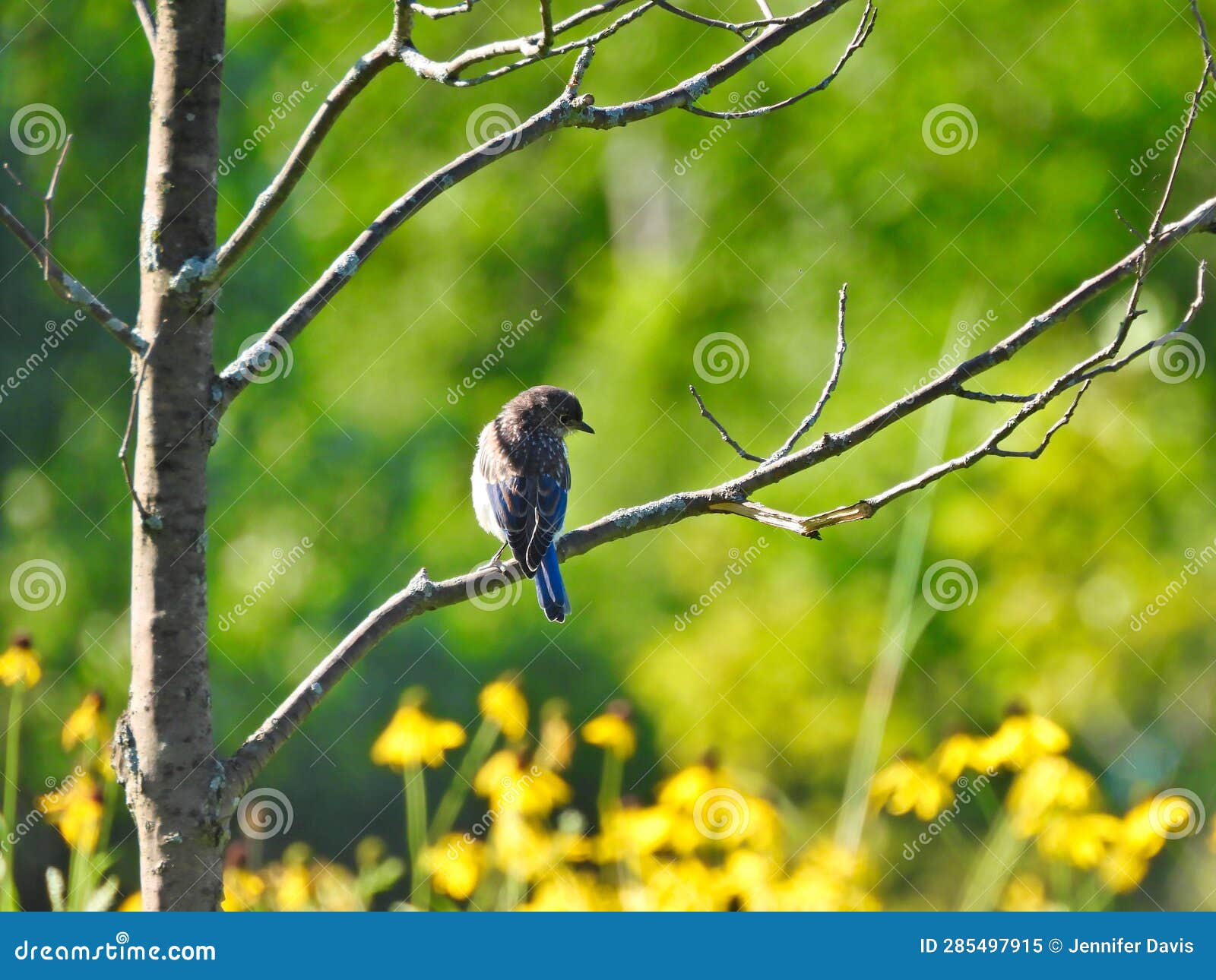 Juvenile Eastern Blue Bird on a Tree Branch Stock Image - Image of ...