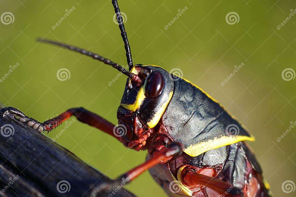 Juvenile Eastern Lubber Grasshopper Stock Photo - Image of large ...