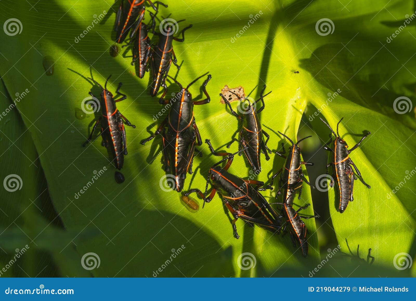 Juvenile Eastern Lubber Grasshopper Stock Image Image Of Closeup Light 219044279
