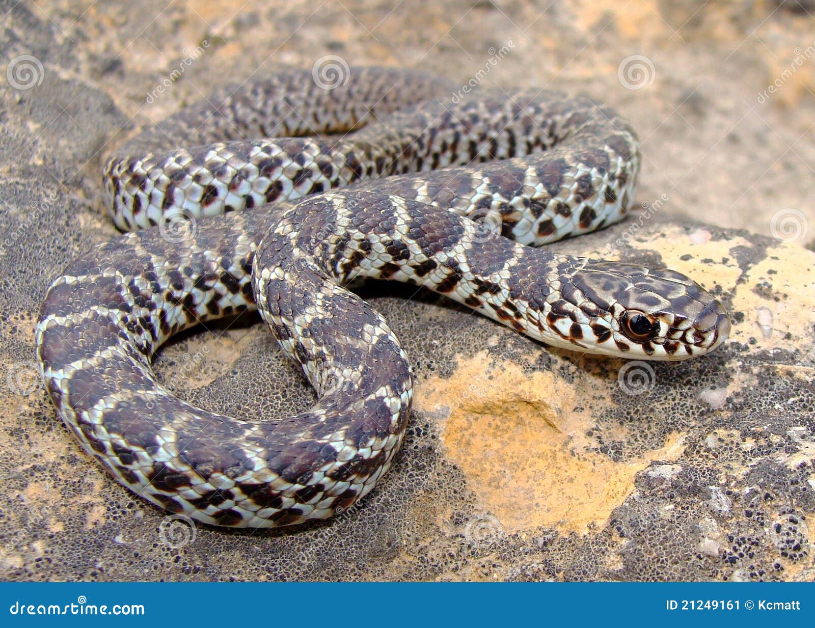Juvenile Eastern Yellow-bellied Racer Snake Stock Image - Image of ...