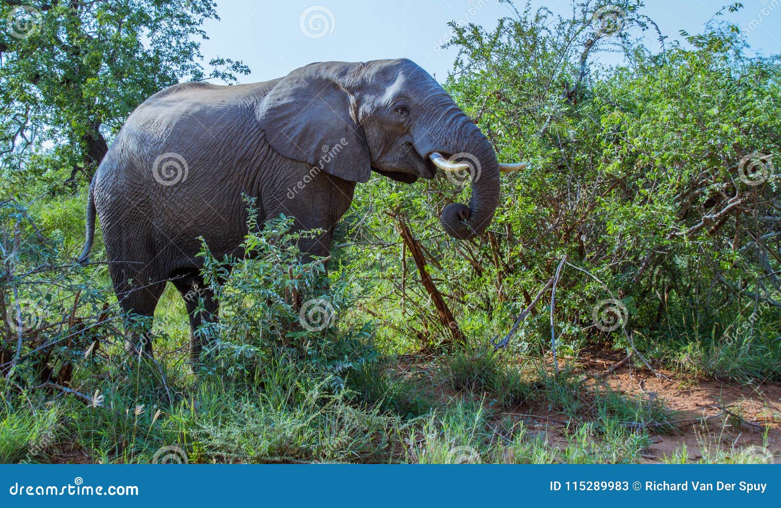 African Elephant Feeding in the Bush Stock Image - Image of feeding ... African Elephant Feeding in the Bush Stock Image - Image of feeding ...