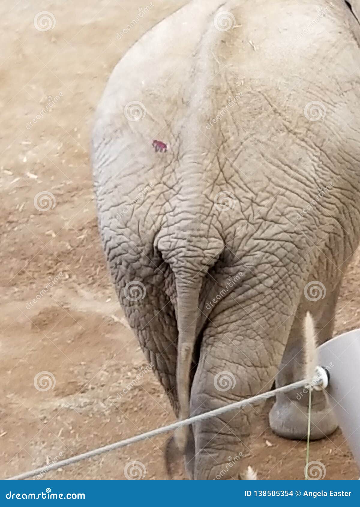 Elephant stock photo. Image of rear, elephant, juvenile - 138505354