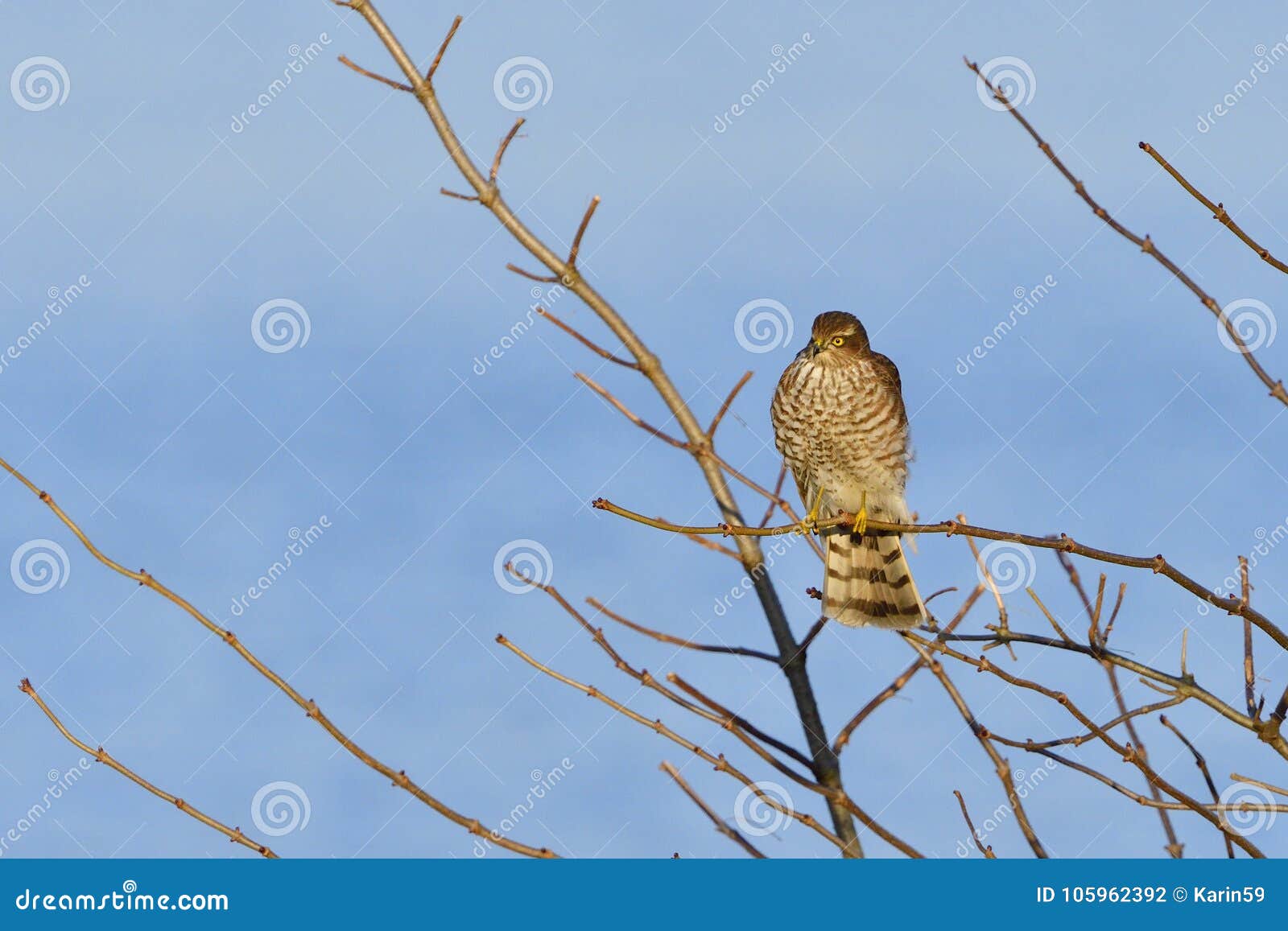 Juvenile Eurasian Sparrowhawk Stock Photo - Image of accipiter, winter ...