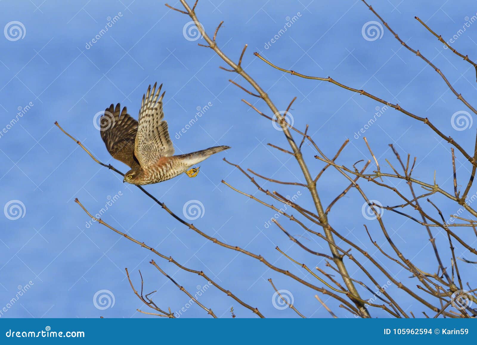Juvenile Eurasian Sparrowhawk Stock Photo - Image of juvenile, branch ...