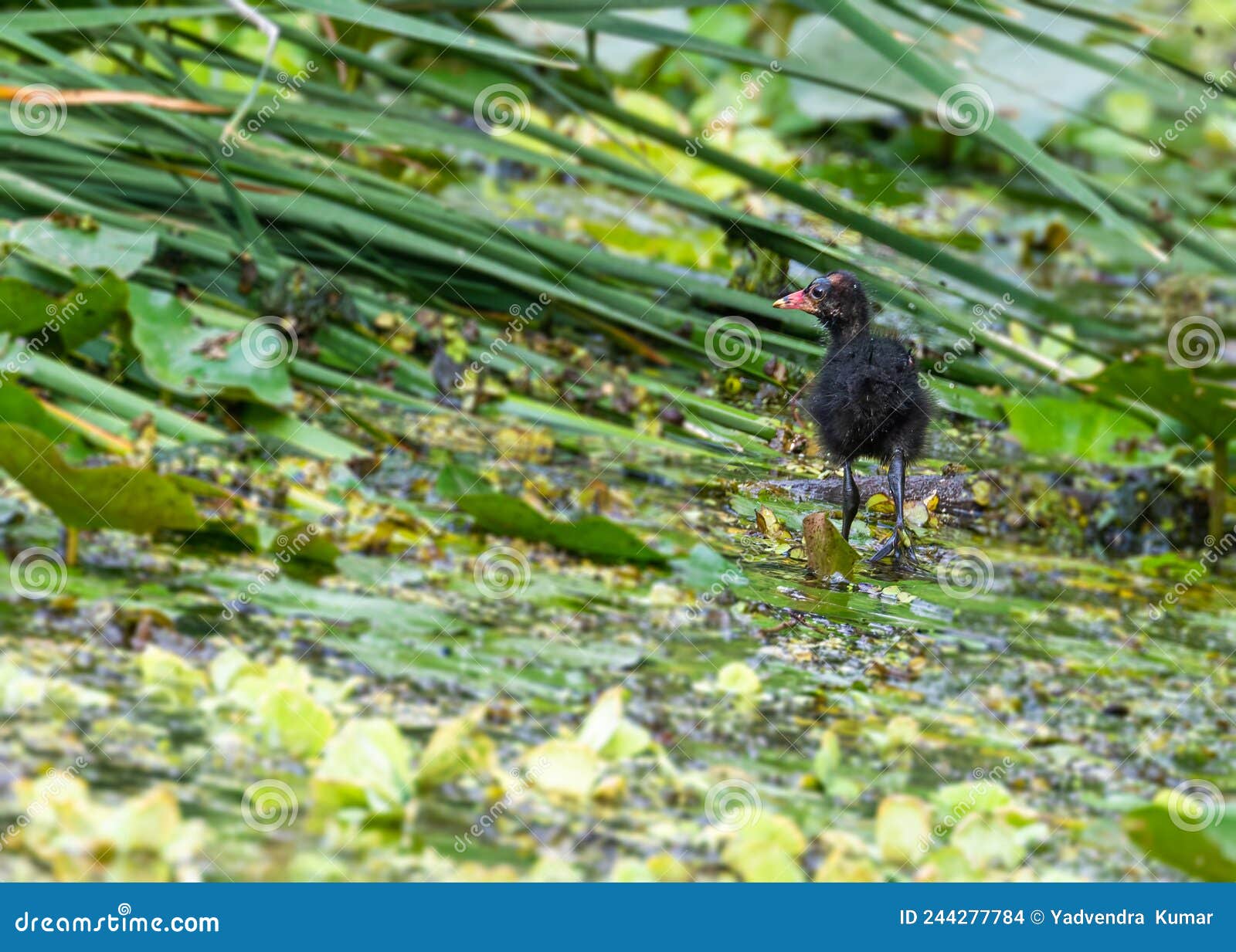 A Juvenile Eurasian Water Hen in a Lake Stock Photo - Image of river ...