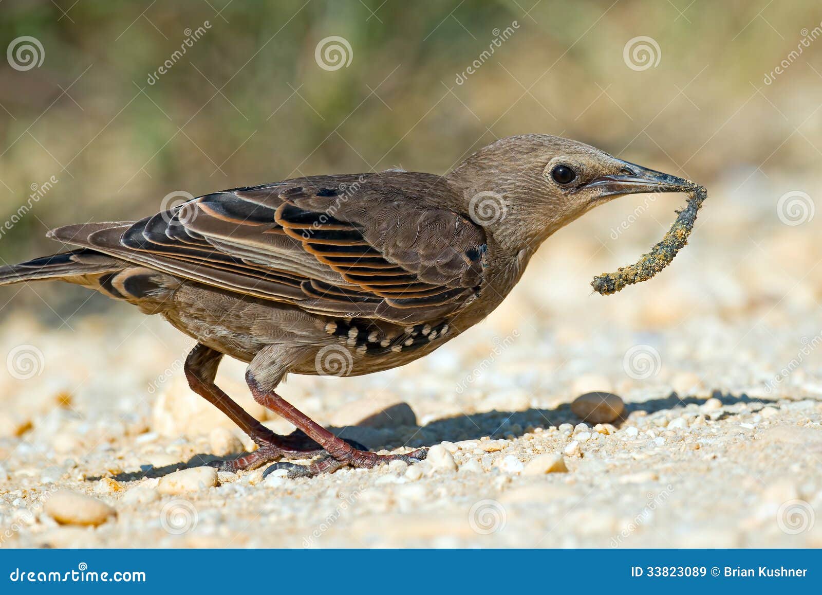 Juvenile European Starling stock image. Image of tree - 33823089