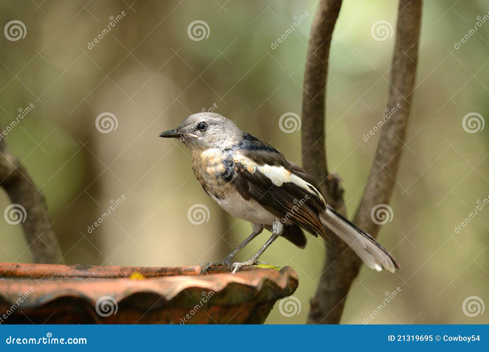 Juvenile Female Oriental Magpie-robin Stock Image - Image of birder ...