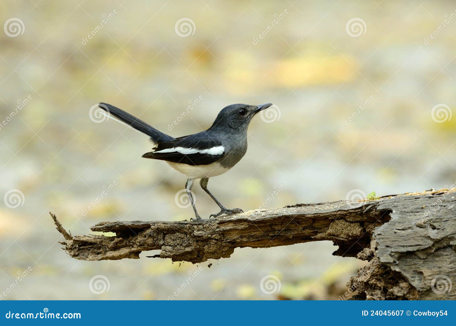 Juvenile Female Oriental Magpie-robin Stock Image - Image of animal ...