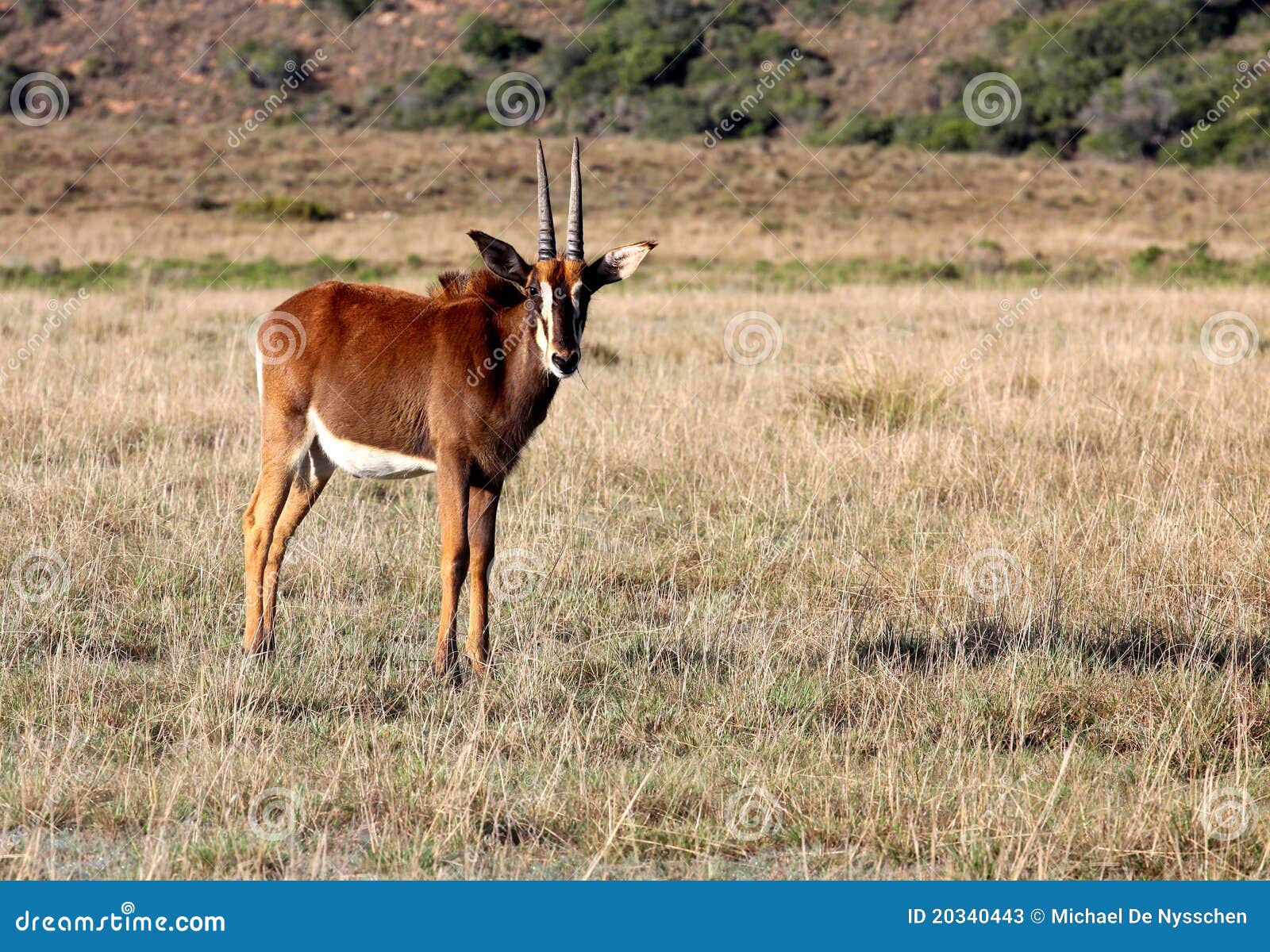 Juvenile Female Sable Antelope Stock Image - Image of grazing, field ...