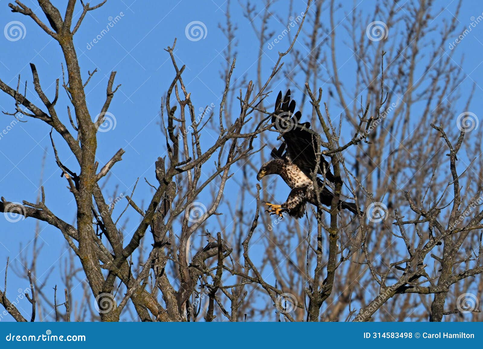 Juvenile First Year Bald Eagle in Flight Stock Photo - Image of ...