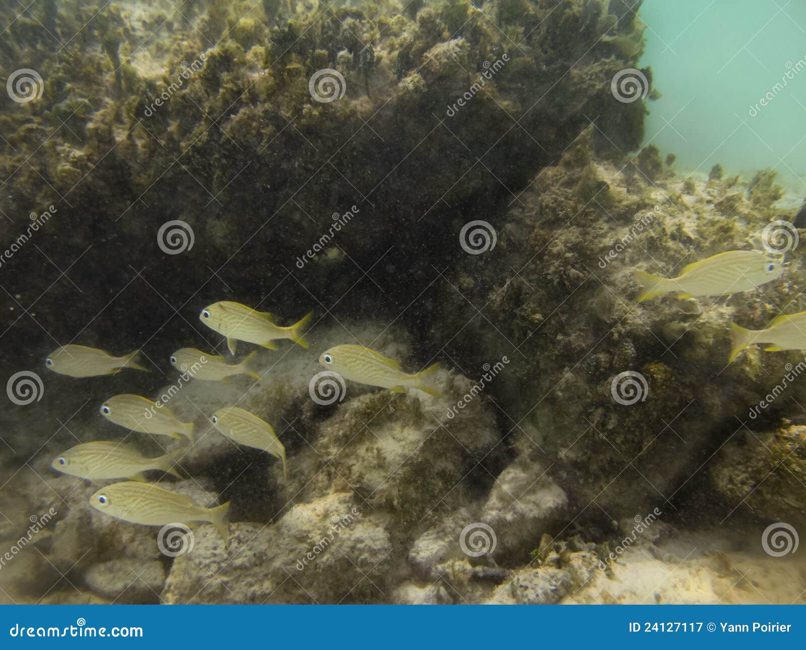 Juvenile fish stock image. Image of polluted, white, yellow - 24127117