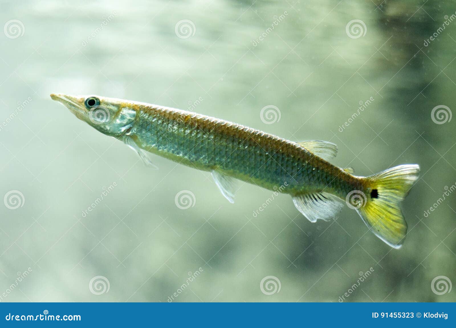 Juvenile fish stock image. Image of homocercal, fish - 91455323