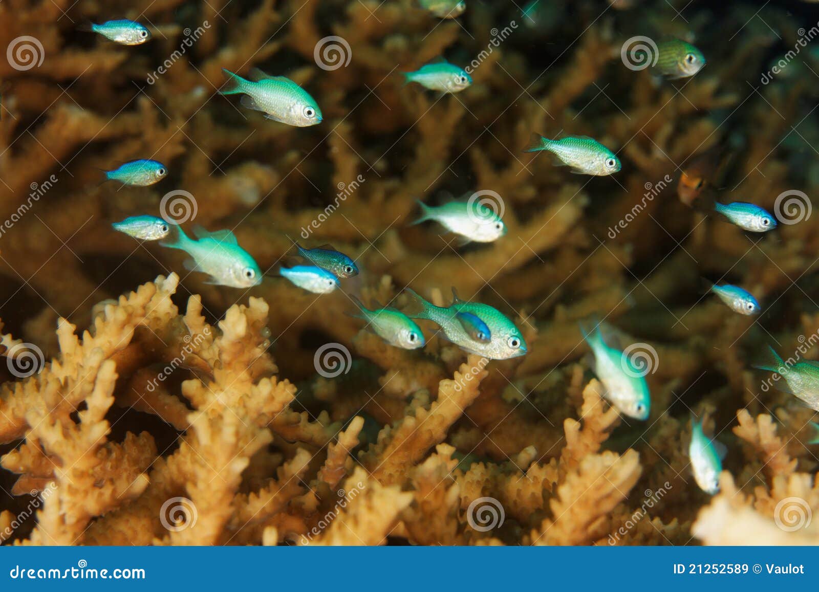 Juvenile fish on the reef stock image. Image of tropical - 21252589