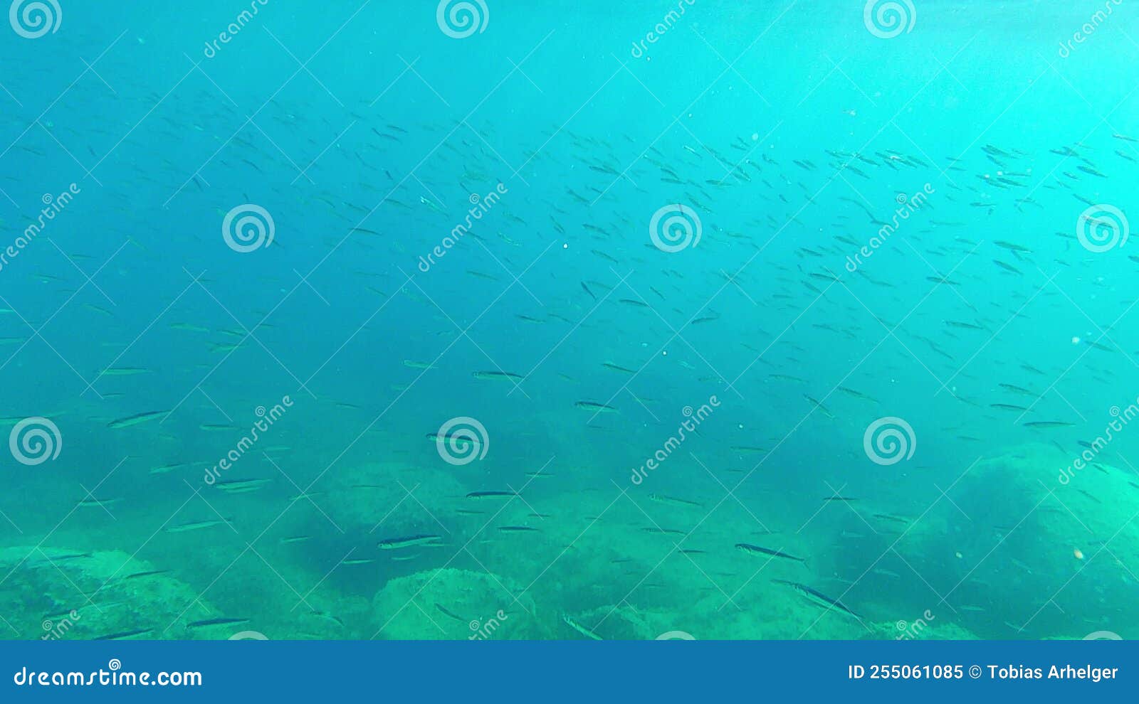 Juvenile Fish in the Sea 4k 30fps Video Stock Video - Video of video ...