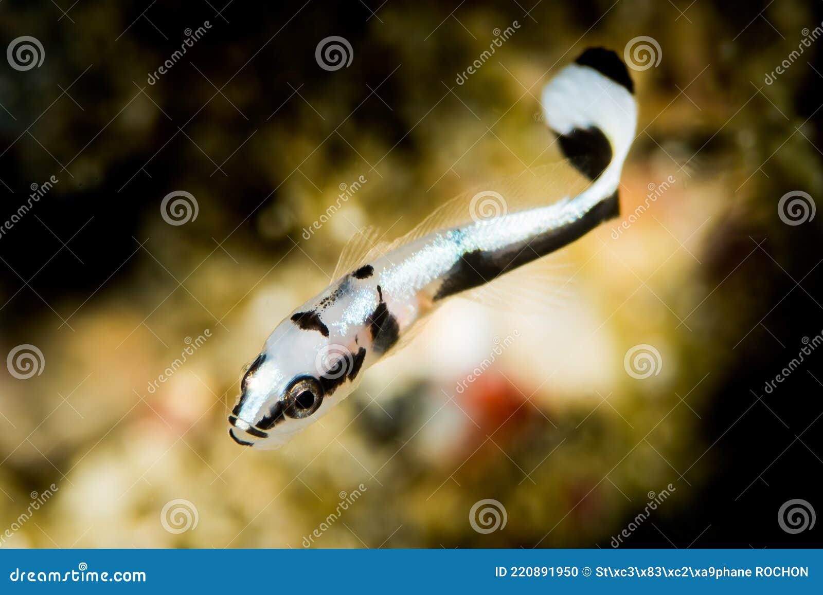 Juvenile Fish of Unknown Species Stock Photo - Image of biology, asia ...