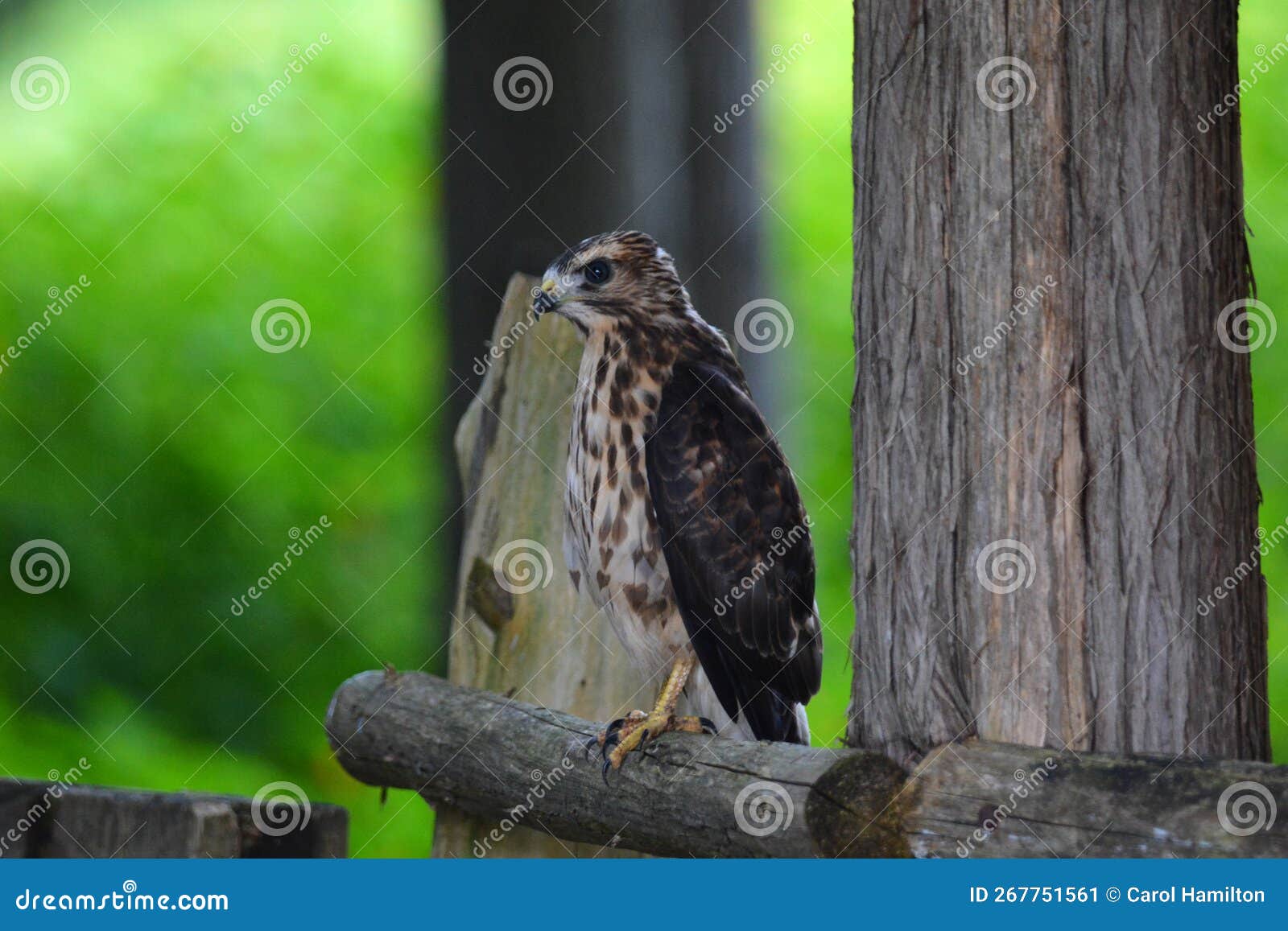 Juvenile Fledged Broad-winged Hawk Sits Perched on a Fence Stock Image ...