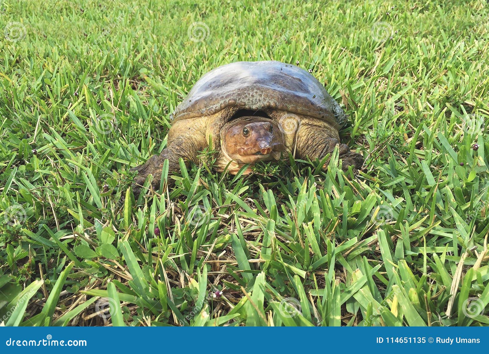 Florida softshell Turtle stock image. Image of turtle - 114651135