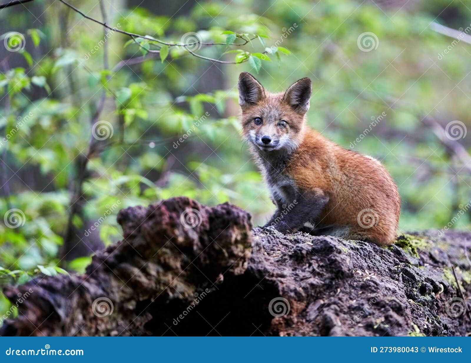 Juvenile Fox on a Large Tree Stump, Looking Out into the Distance Stock ...