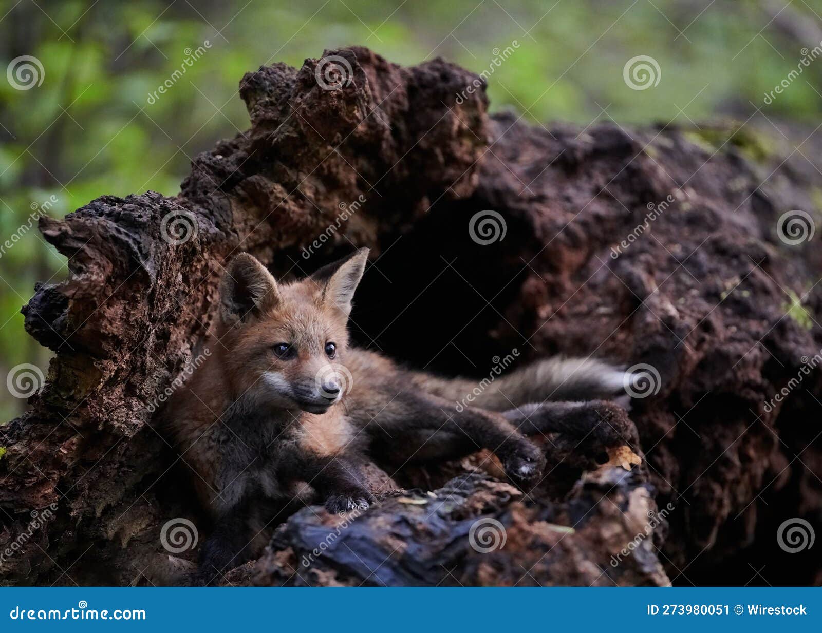 Juvenile Fox on a Log in Front of a Dead Tree, Its Fur Glistening in ...