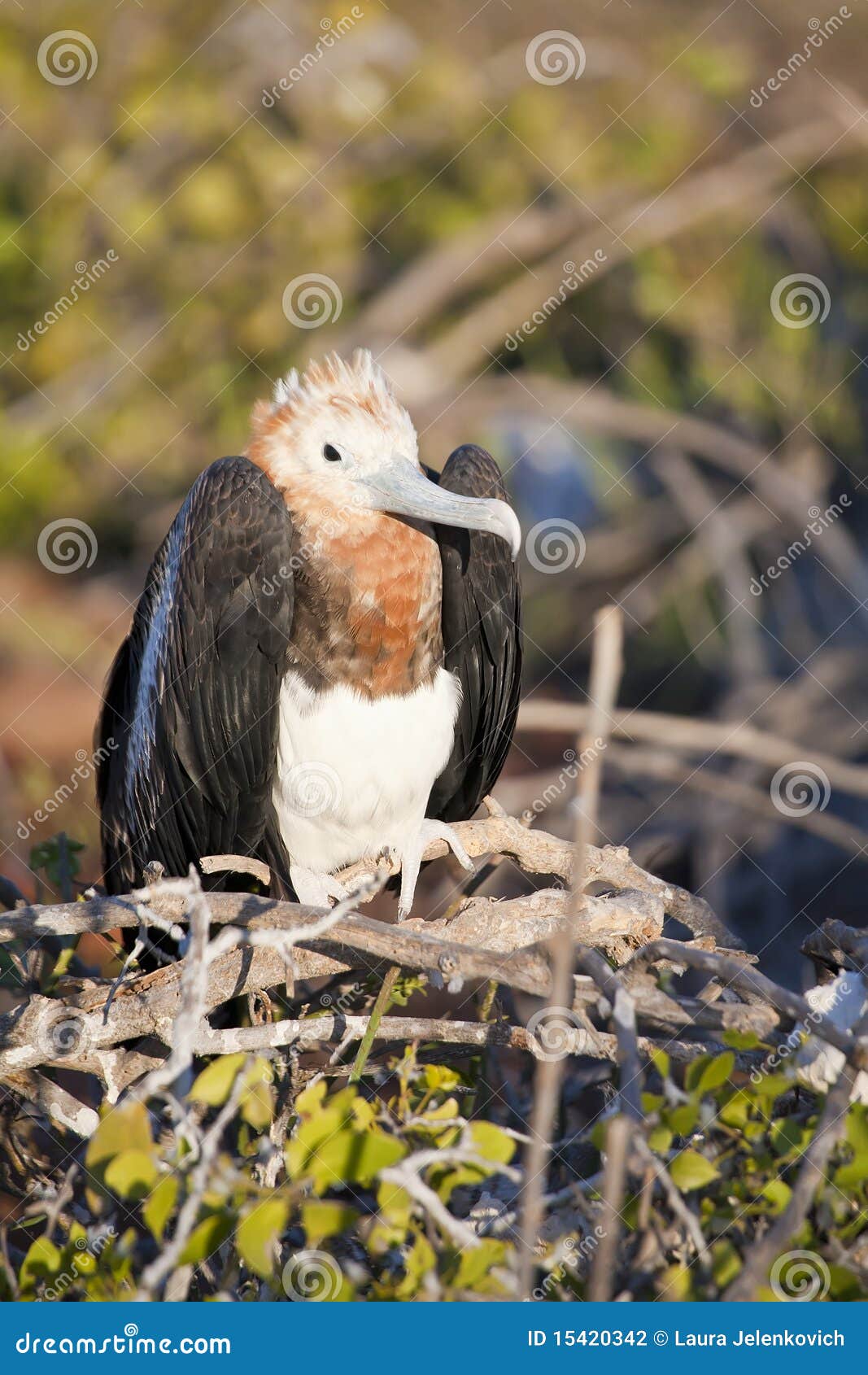Juvenile frigate bird stock photo. Image of feathers - 15420342