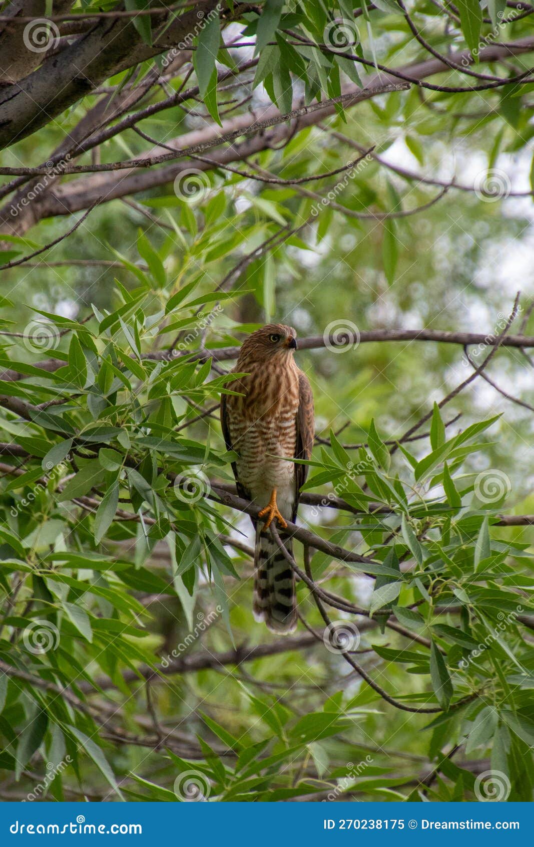 Gabar Goshawk ( Melierax Gabar) Kgalagadi Transfrontier Park, South ...