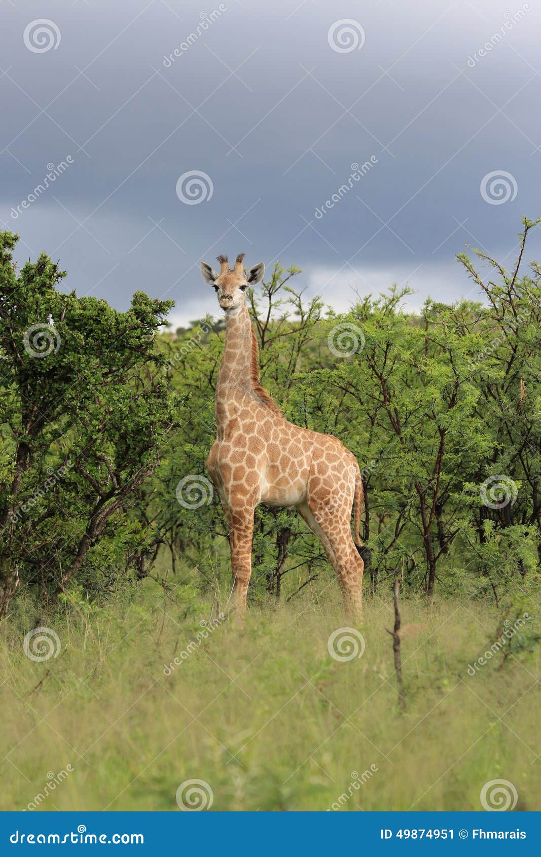 Juvenile Giraffe Hap Cichlid, Nimbochromis Venustus, Endemic To Lake ...