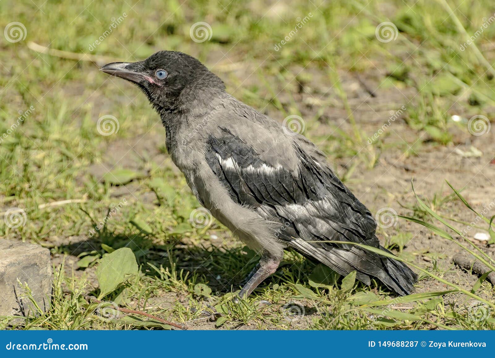 Grey Crow Chick. Waiting for Parents To Bring Food. Stock Image - Image ...