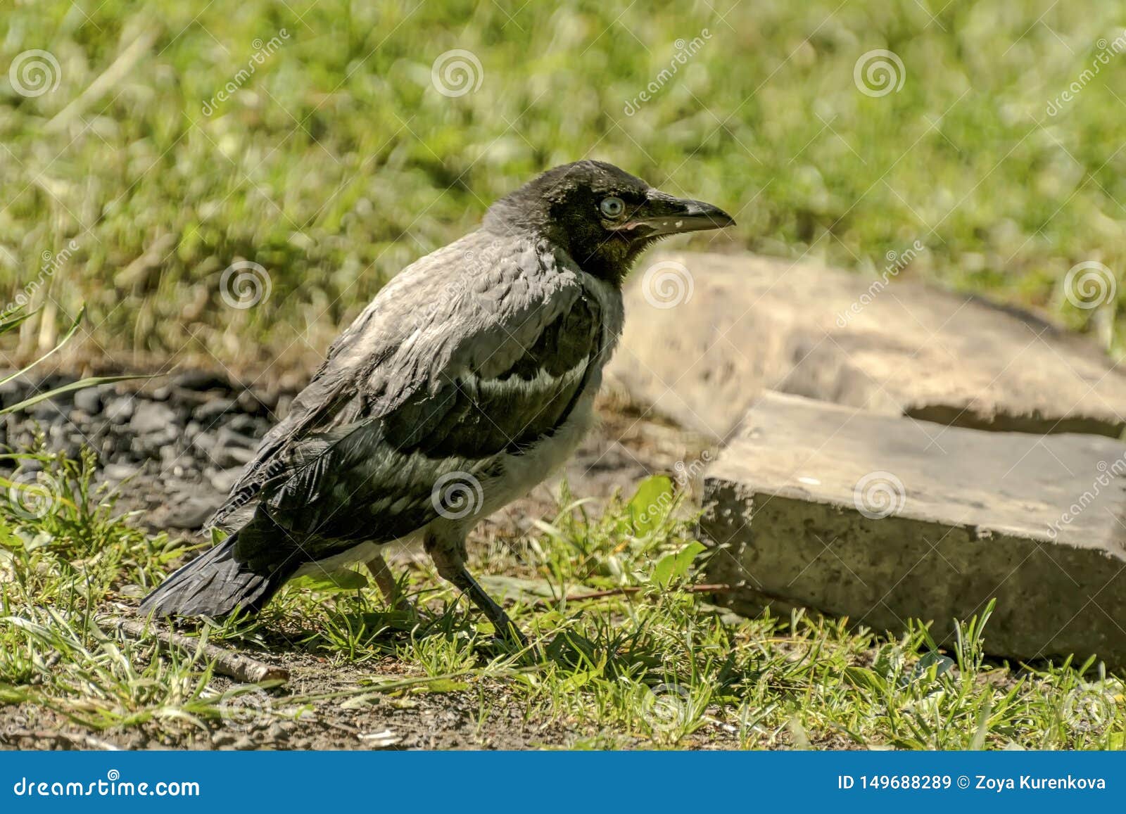 Grey Crow Chick. Waiting for Parents To Bring Food. Stock Image - Image ...