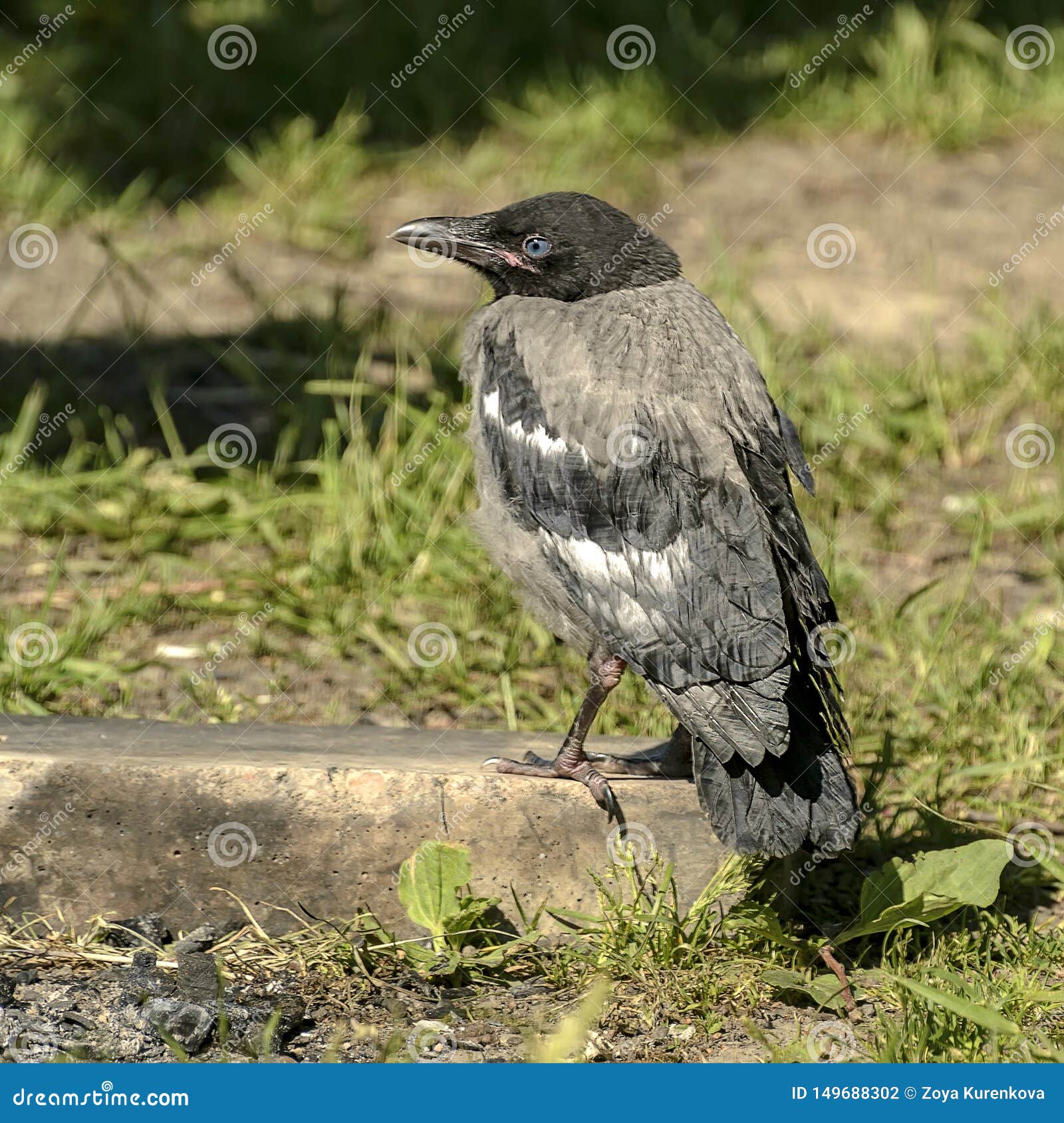 Grey Crow Chick. Waiting for Parents To Bring Food. Stock Photo - Image ...