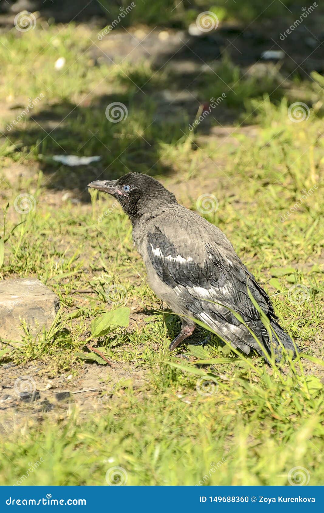 Grey Crow Chick. Waiting for Parents To Bring Food. Stock Photo - Image ...
