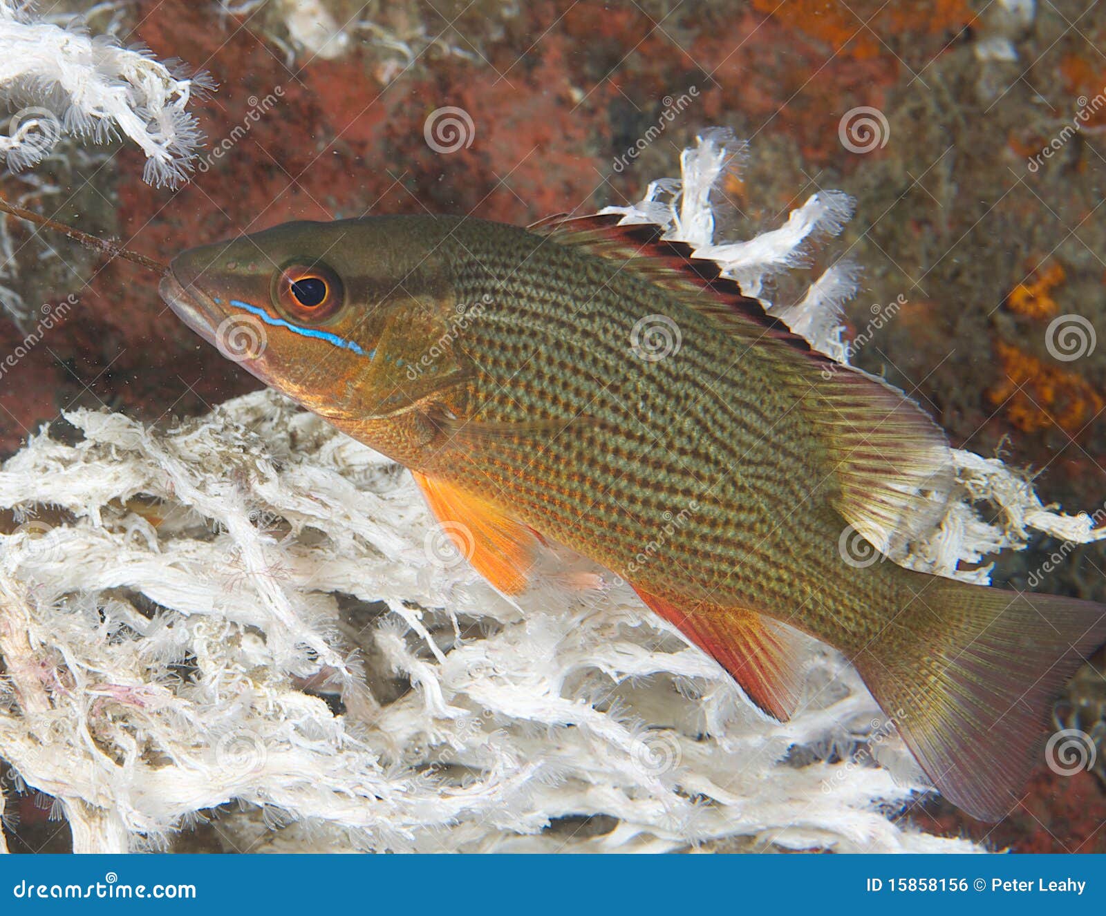 Juvenile Schoolmaster Snapper