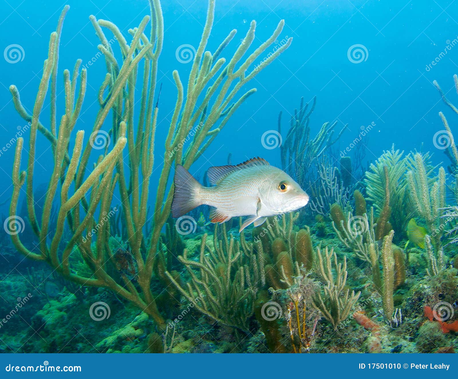 Juvenile Gray Snapper-Lutjanus Griseus Stock Photo - Image of grass ...