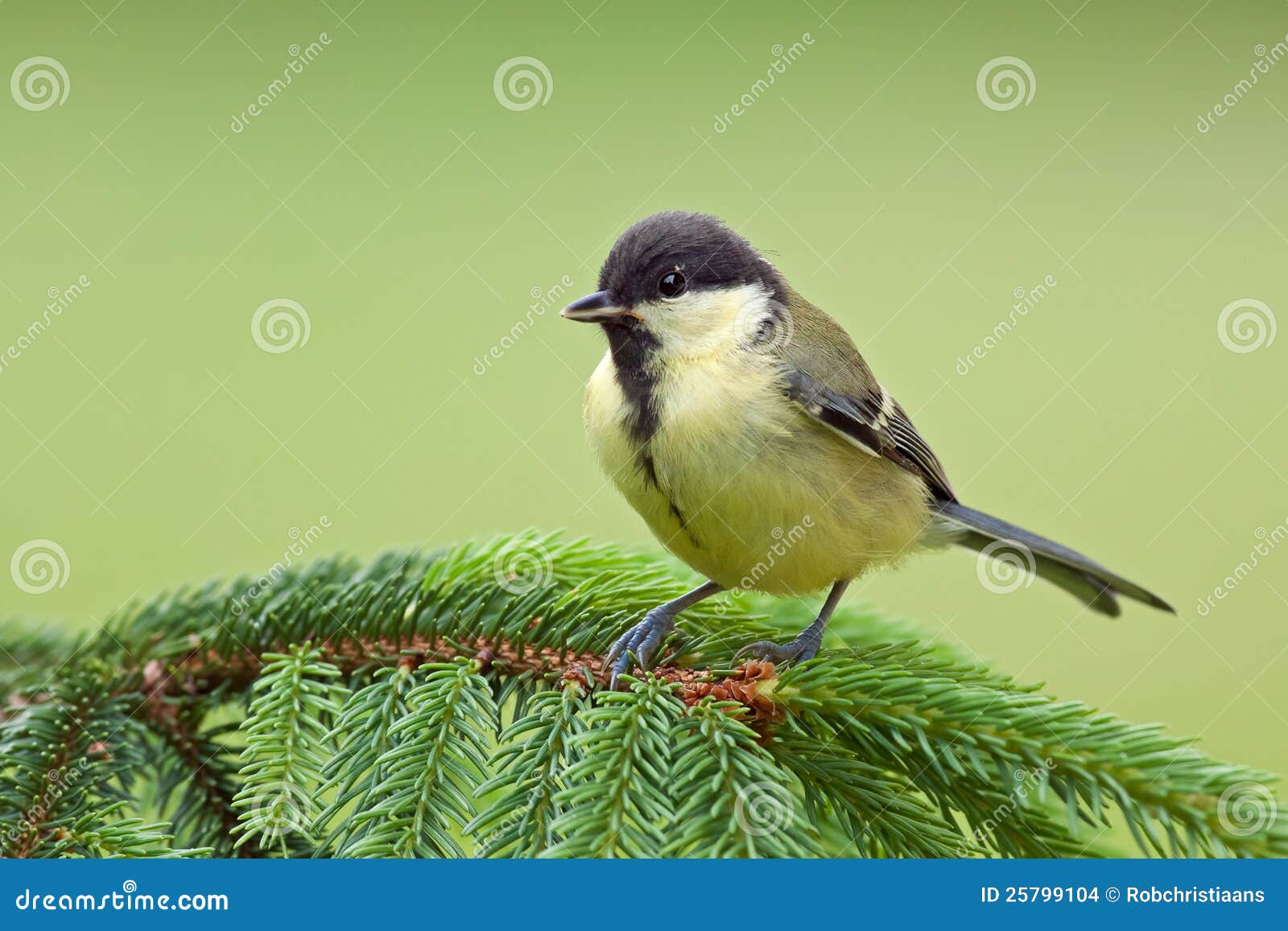 Juvenile Great (parus Major). Stock Photo - Image of environmental ...