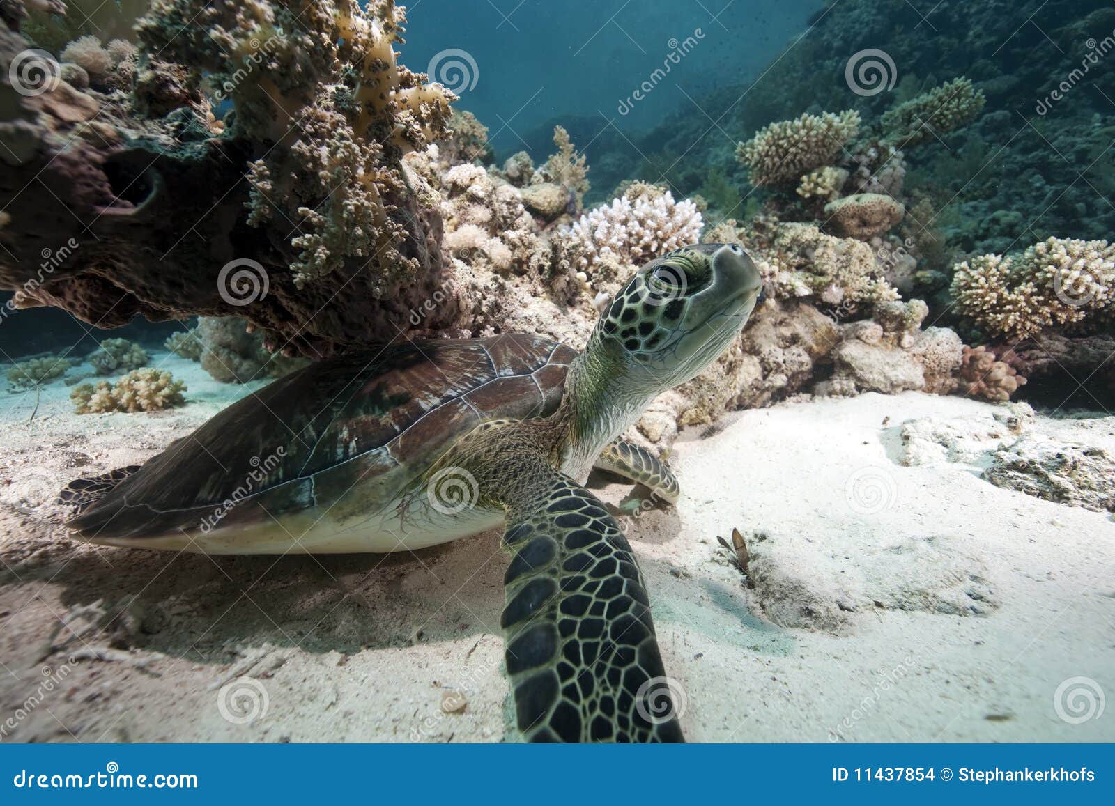 Juvenile green turtle stock photo. Image of seascape - 11437854