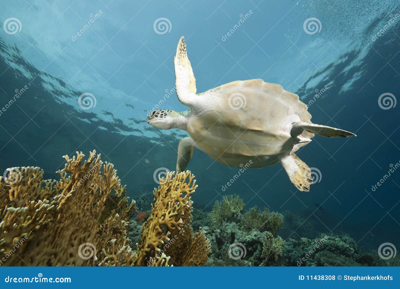 Juvenile Turtle Curiosity Stock Photo | CartoonDealer.com #31677522