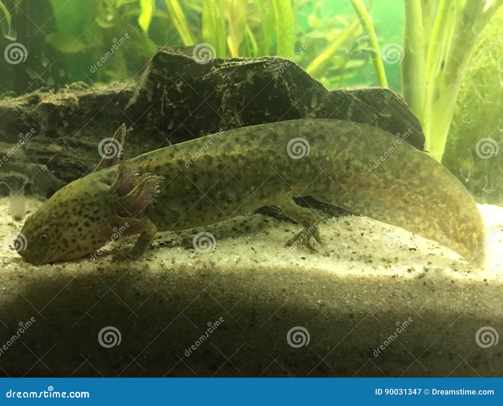 Juvenile Green Wild-type Axolotl Stock Image - Image of type, axolotl ...