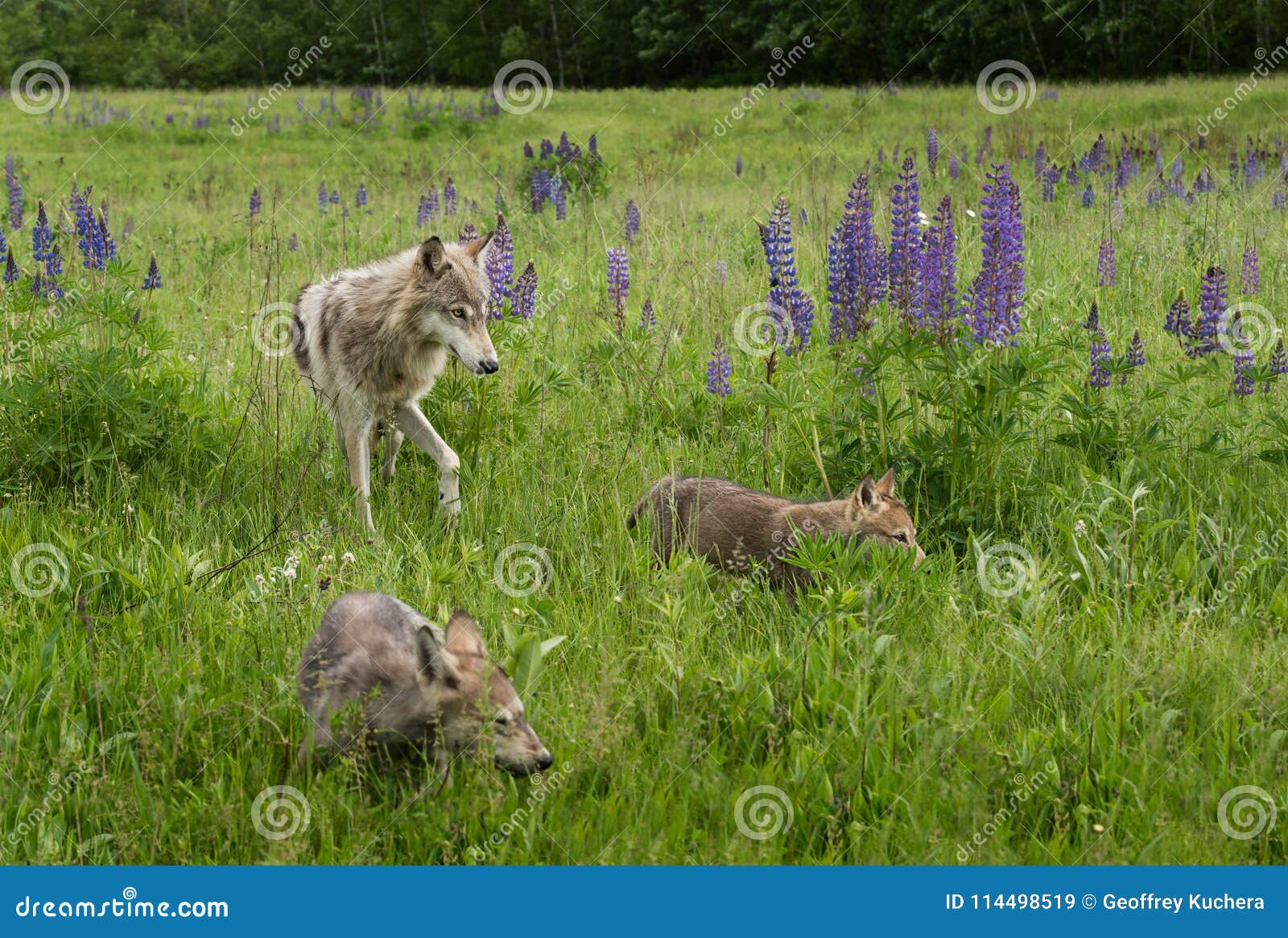 Juvenile Grey Wolf Canis Lupus and Pups in Field Stock Image - Image of ...