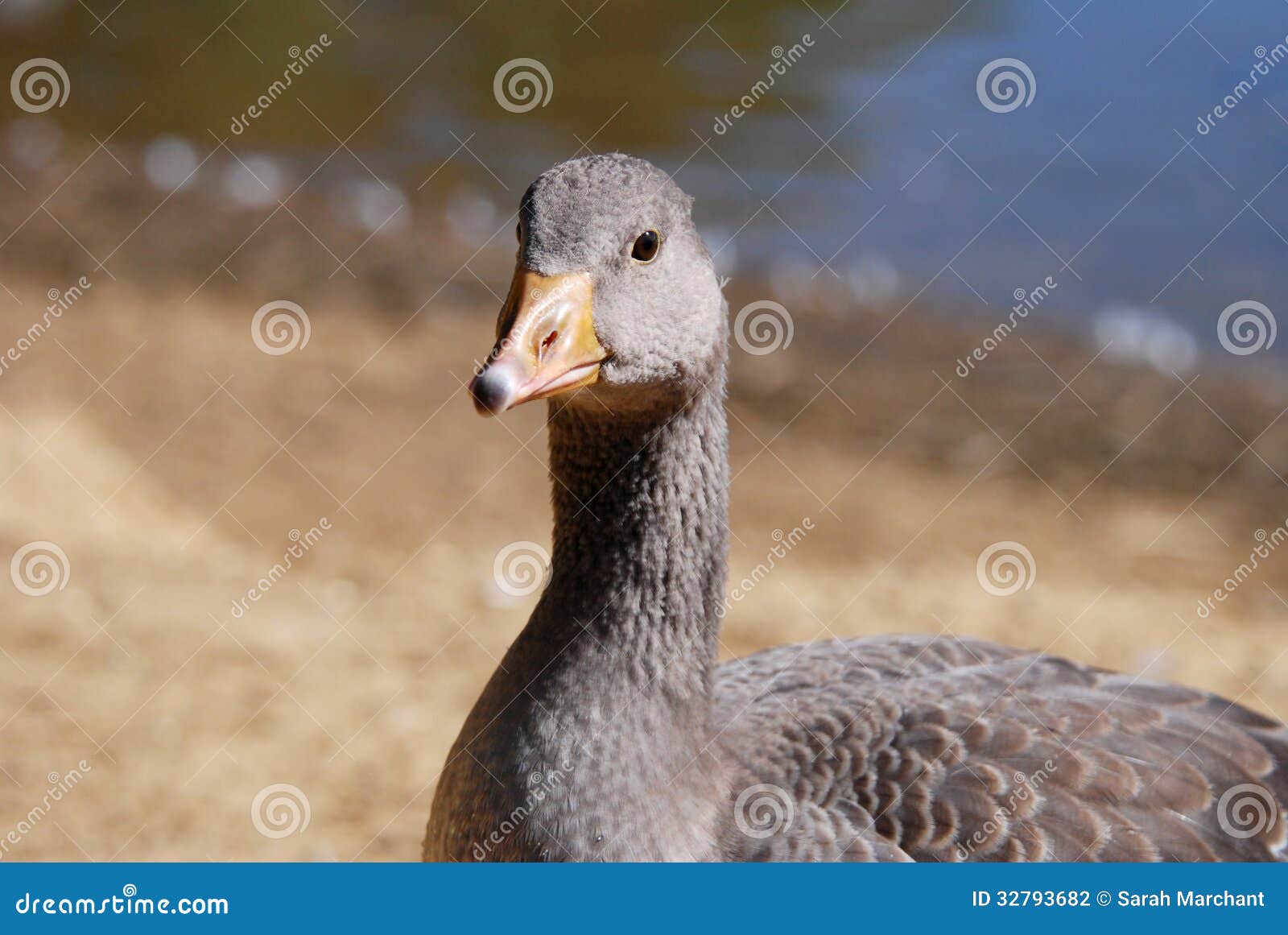 Juvenile Greylag Goose by the Water Stock Photo - Image of goose ...