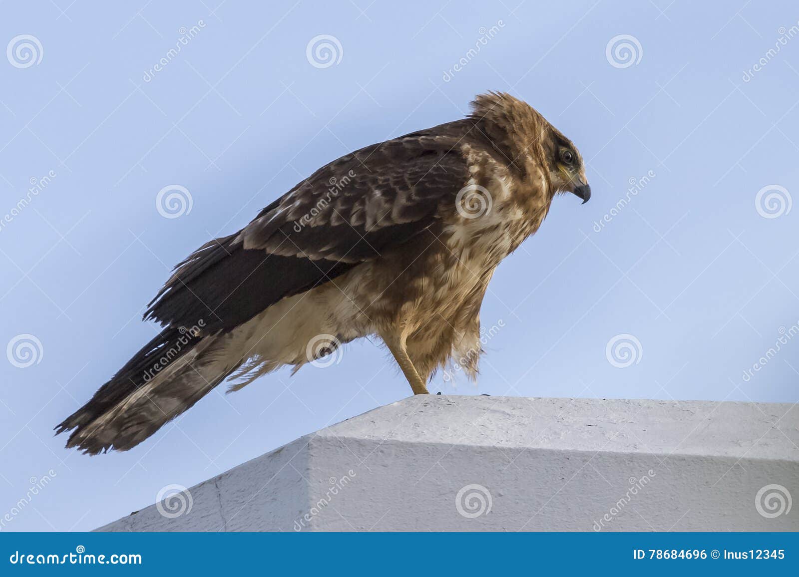 Juvenile Gymnogene stock photo. Image of juvenile, bird - 78684696