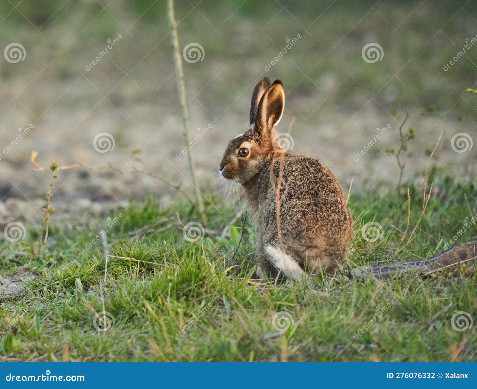 Juvenile Hare Sitting in the Grass Stock Photo - Image of fauna, europe ...